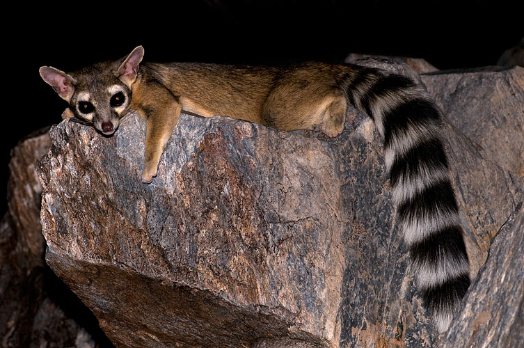 Wild West History: Ring-Tailed Cats, or Miner's Cats: Pest Control for ...