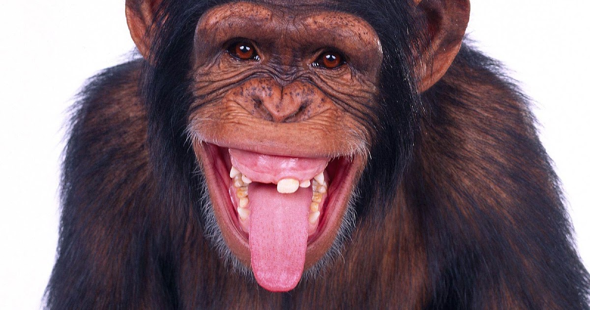 Free Cool Wallpapers: chimpanzee background