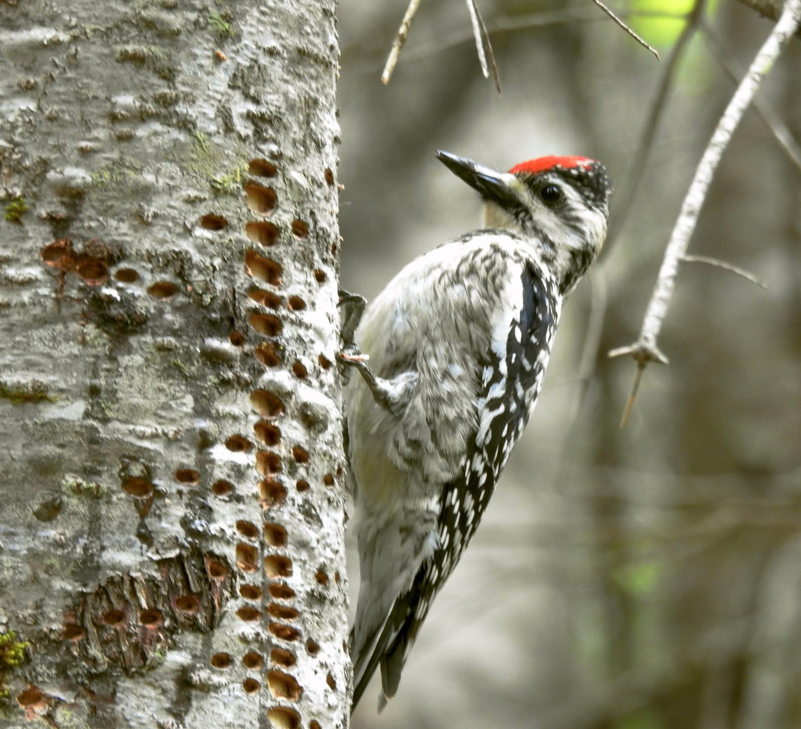 Bev's Nature Blog: Yellow-bellied Sapsucker