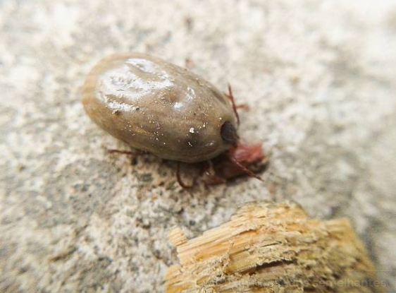 [PDF] Rhipicephalus (Boophilus) microplus e Rhipicephalus sanguíneus ...