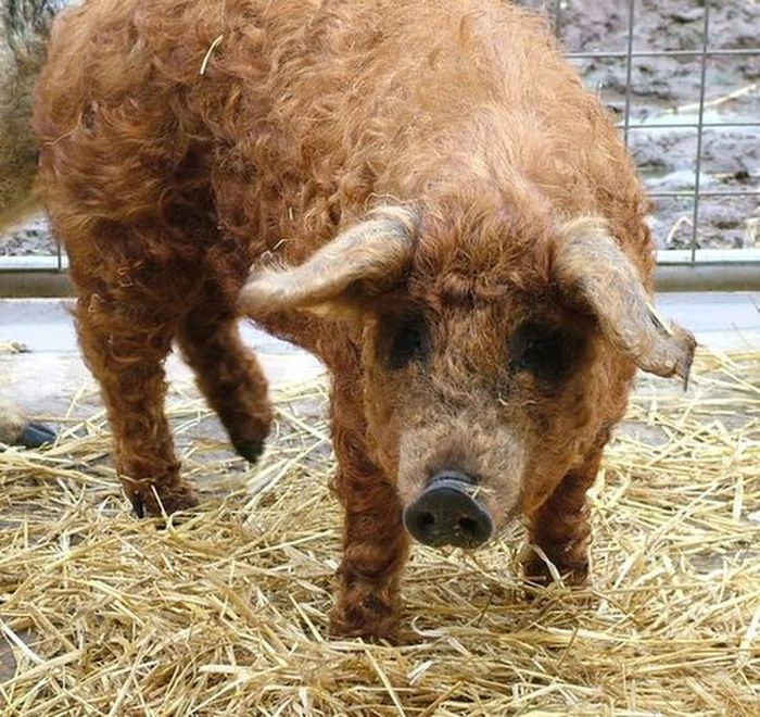 Pix Grove: Hungarian Curly Hair Pig Mangalitsa
