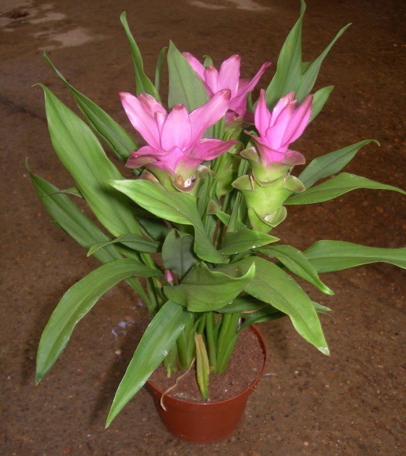 Viveros Vangarden: Curcuma alismatifolia