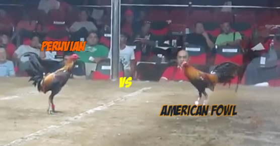 Watch!! Malupit na laban | Peruvian 'vs' American Fowl - World Of Gamefowl