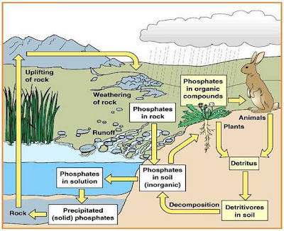 Siklus Fosfor di Alam