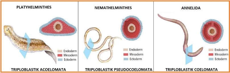 Rangkuman Teori Animalia - Soal & Pembahasan
