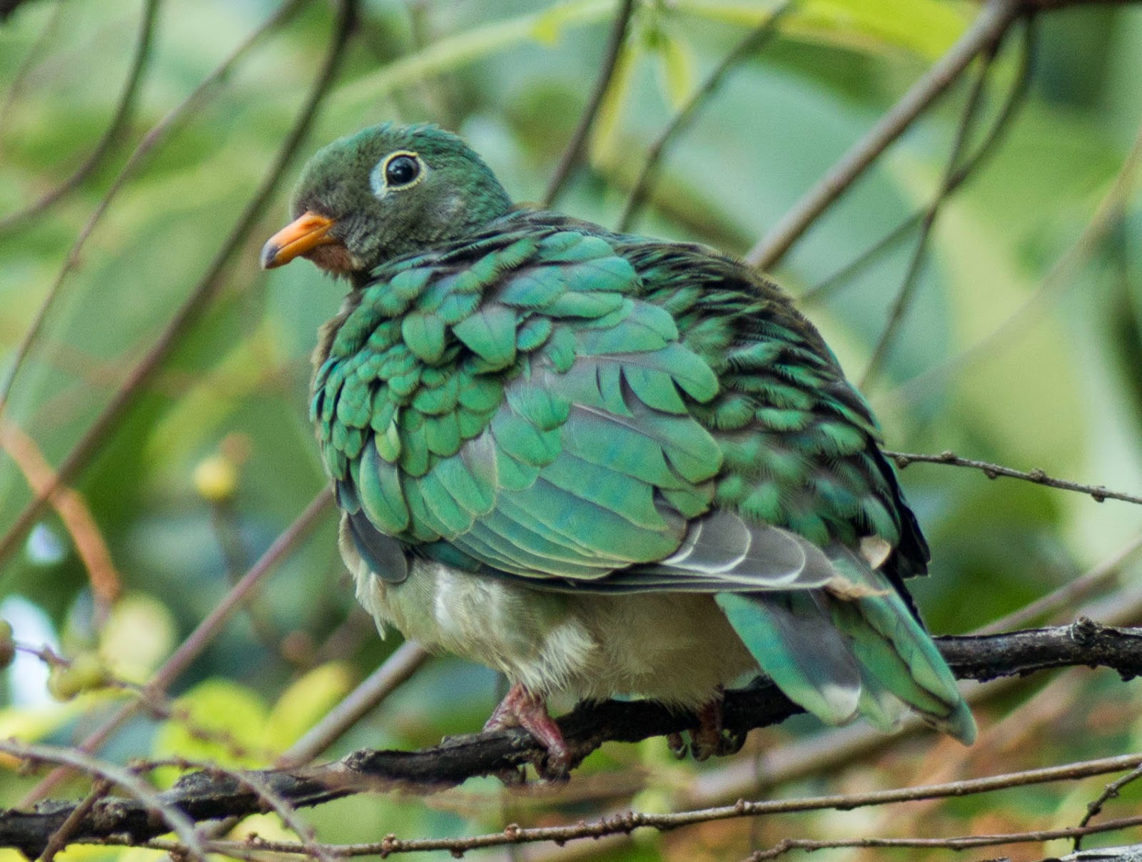 SOUTH EAST ASIA BIRDS - Malaysia birds paradise: Jambu fruit dove ...