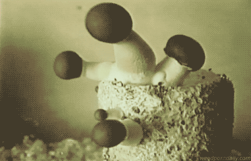Ciencia en GiF: Los hongos