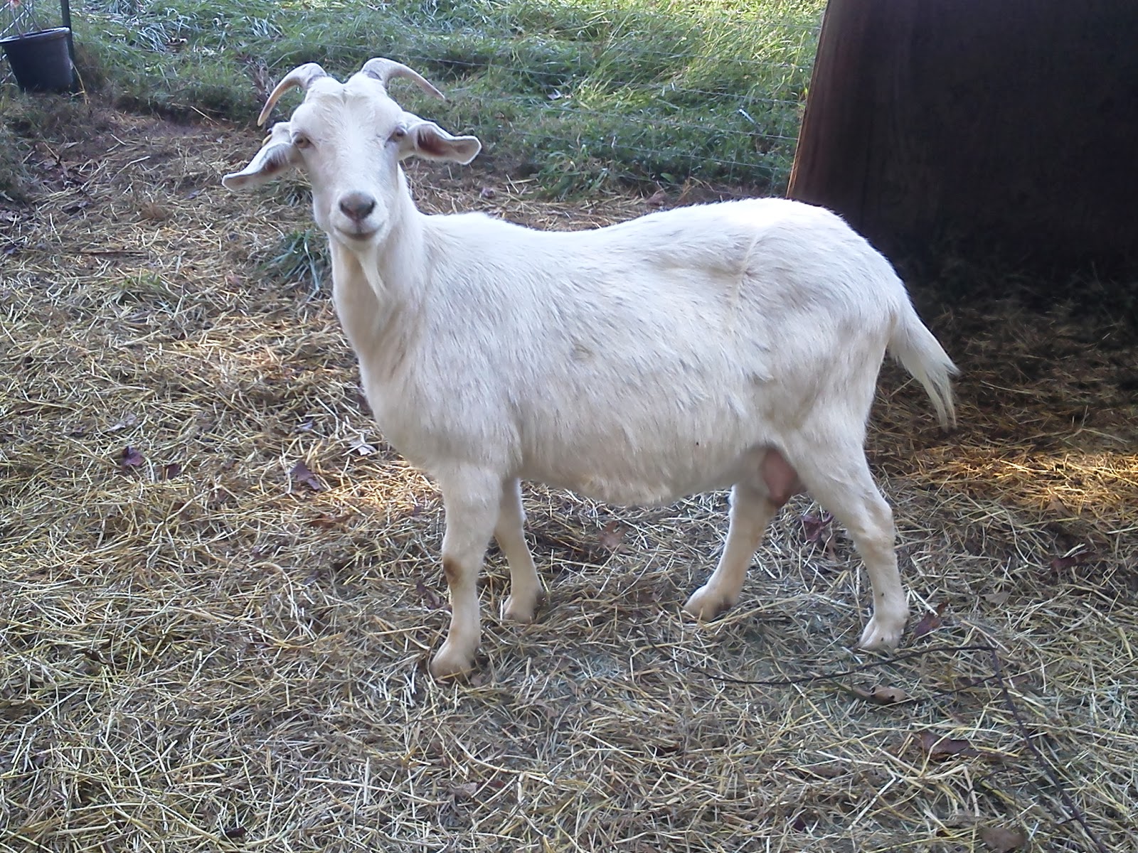 Generation Farm Kiko Goats