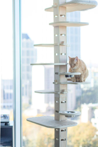 5 Tips to Catify Your Small or Rented Home | Lola The Rescued Cat