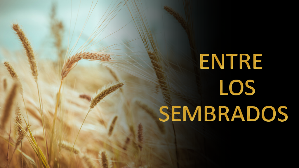 Blog Católico en Español: Evangelio según san Marcos (2:23-28): Y el ...