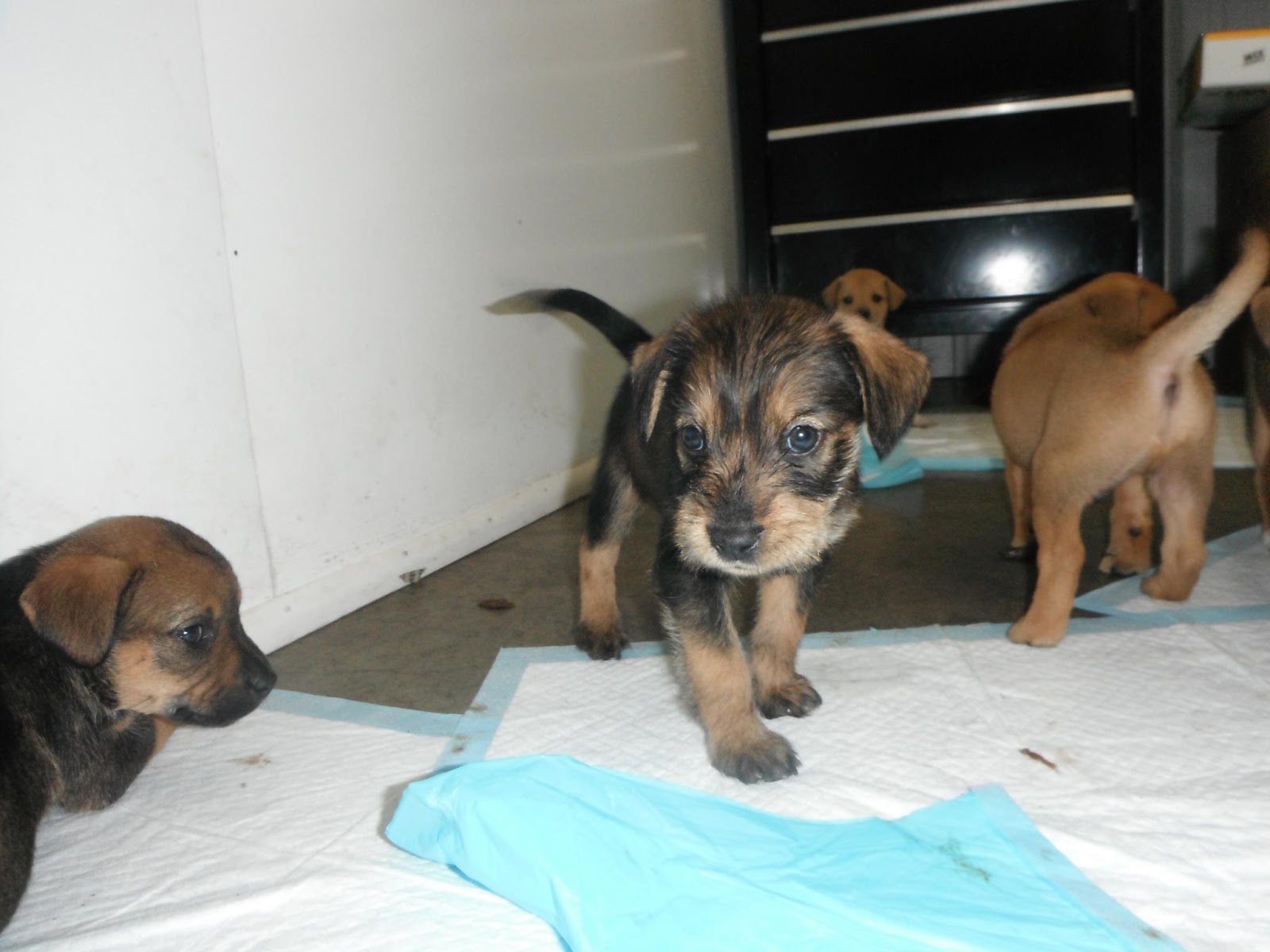 5 Excellent Reasons to Adopt a Homeless Dog