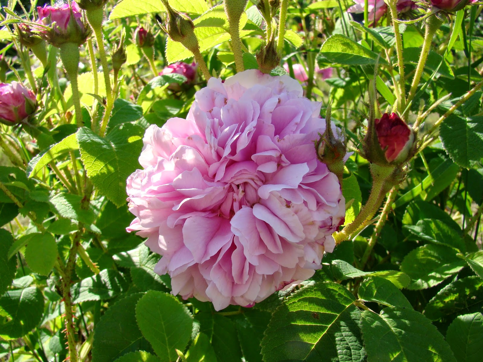 Les Parfums Naturels: ROSE