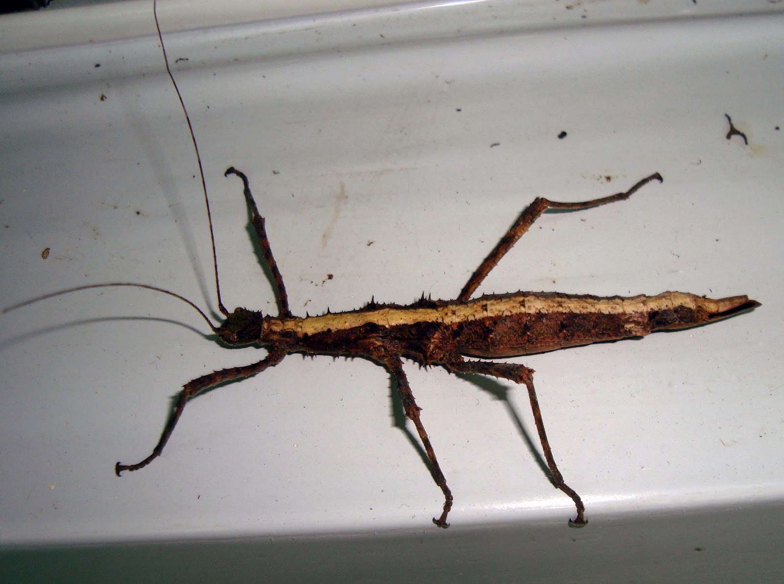 Living with Nature - School on Blog by Dr. Abercio V. Rotor: A World of ...