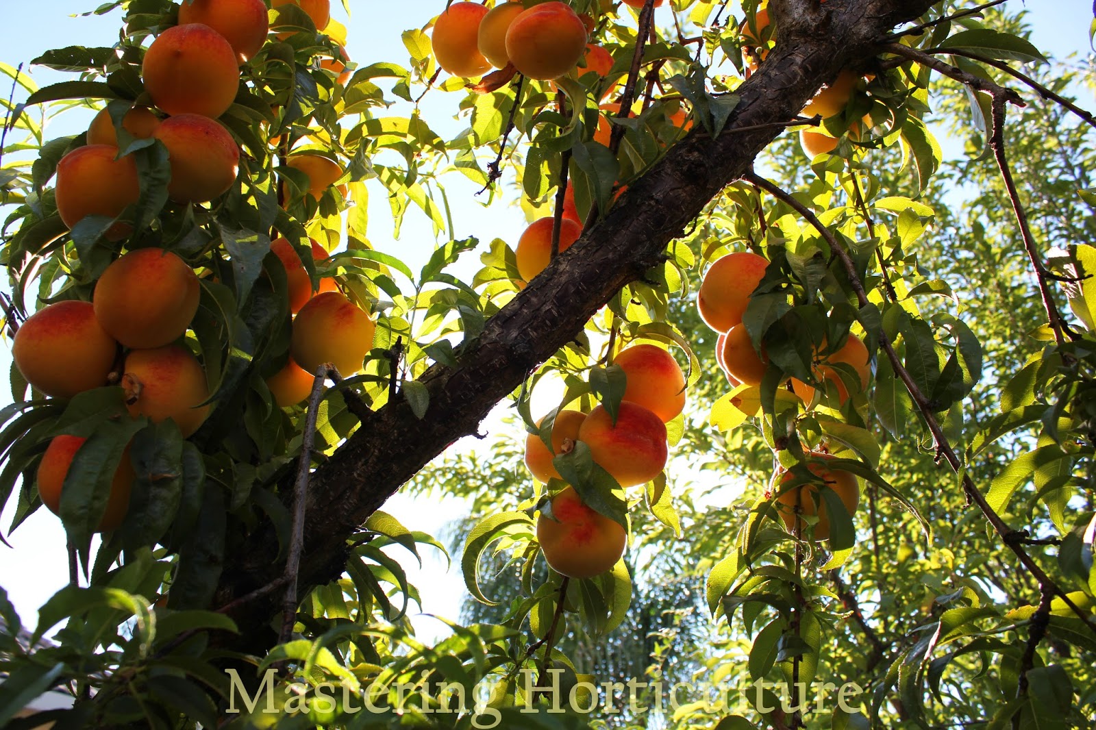 Mastering Horticulture: Looking Back: Heavy Lessons on Thinning Young ...