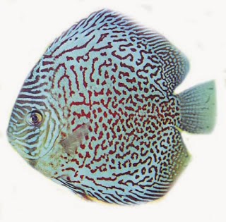 Jenis Ikan Discus dan Penampakanya - Dunia Akuarium
