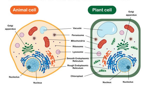 Eukaryotes Cells, Definition ,Functions ,Structure ,Type and notes for NEET