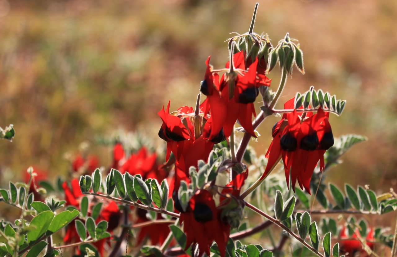 Schoers' Travels: THE PILBARA - RED ROCKS BLOOMING