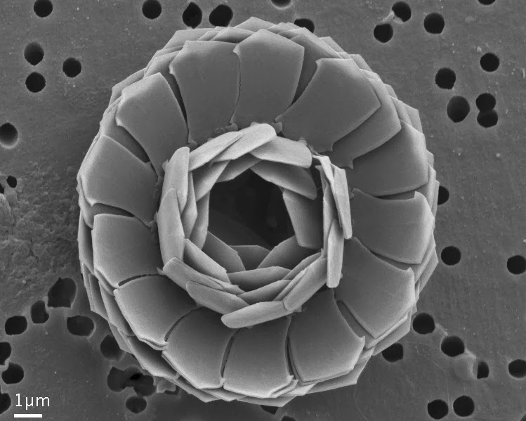 La ciencia es bella: Cocolitóforos ¡qué cosa más bonita!