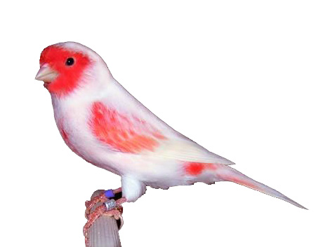 ¿Cuándo pigmento mis Canarios de Color? | BLOG CoronaSilvestres