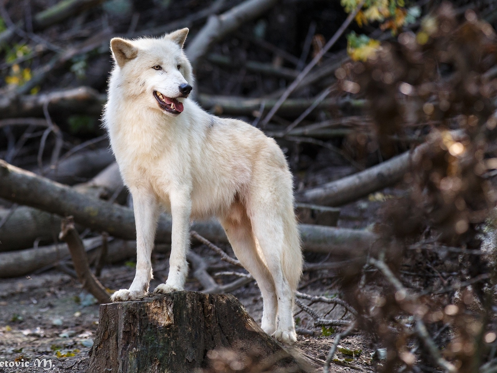 Fotografías de feroces lobos en campo natural