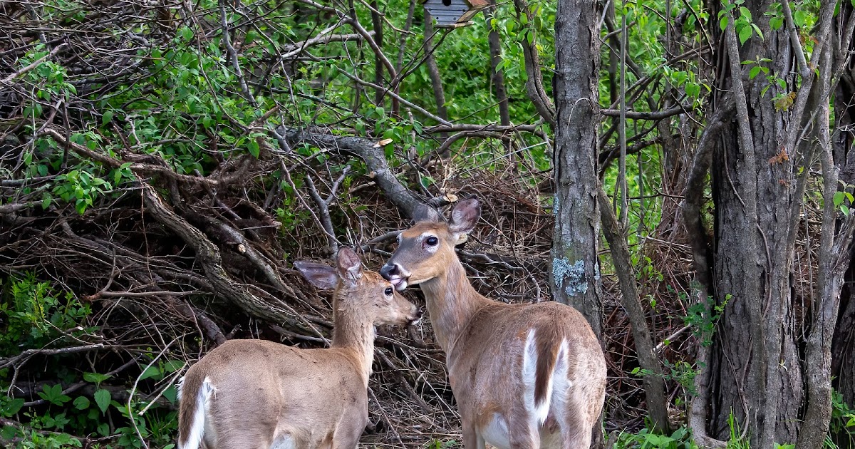 John and Sigrid's Adventures: Our Back Yard Animals - 5/2/2020