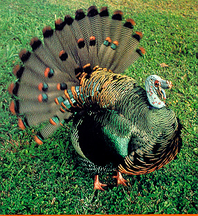 Suburban Hoofbeats: The Ugly Turkey