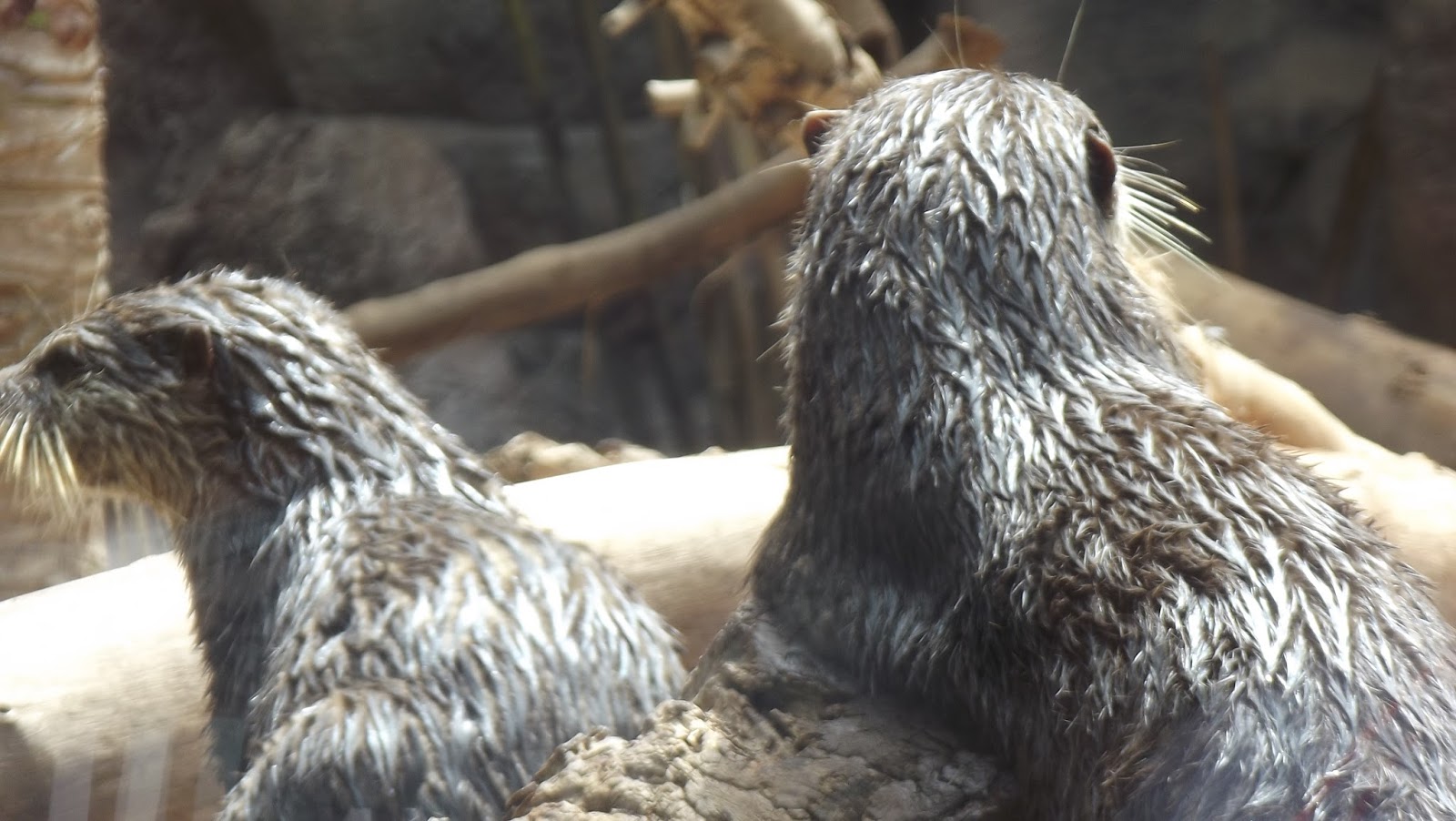 Extremadura naturalmente: La nutria de río (Primera parte).