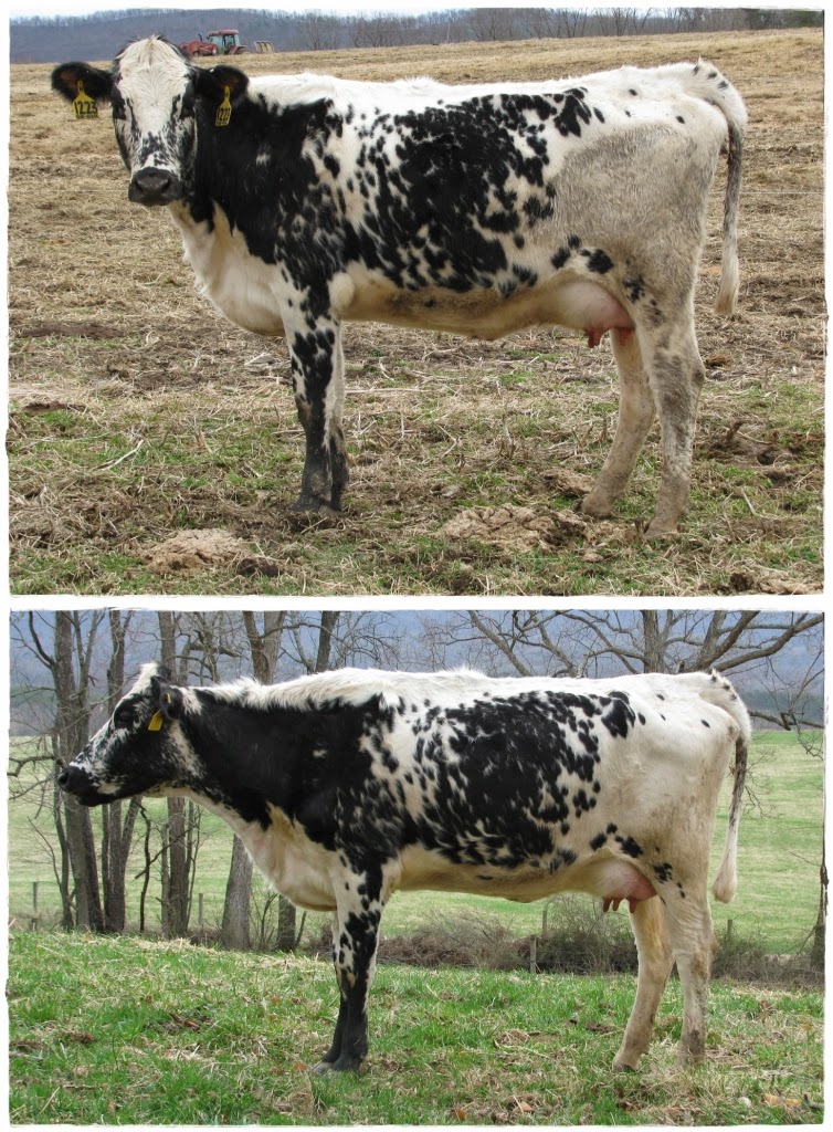 Amazing Grace Dairy: 60 Crossbred Cows to Go to New Holland Auction on ...