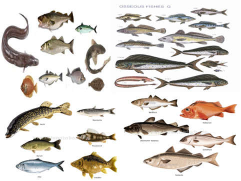 Marine fish, Freshwater fish - Which is rich in nutrient?