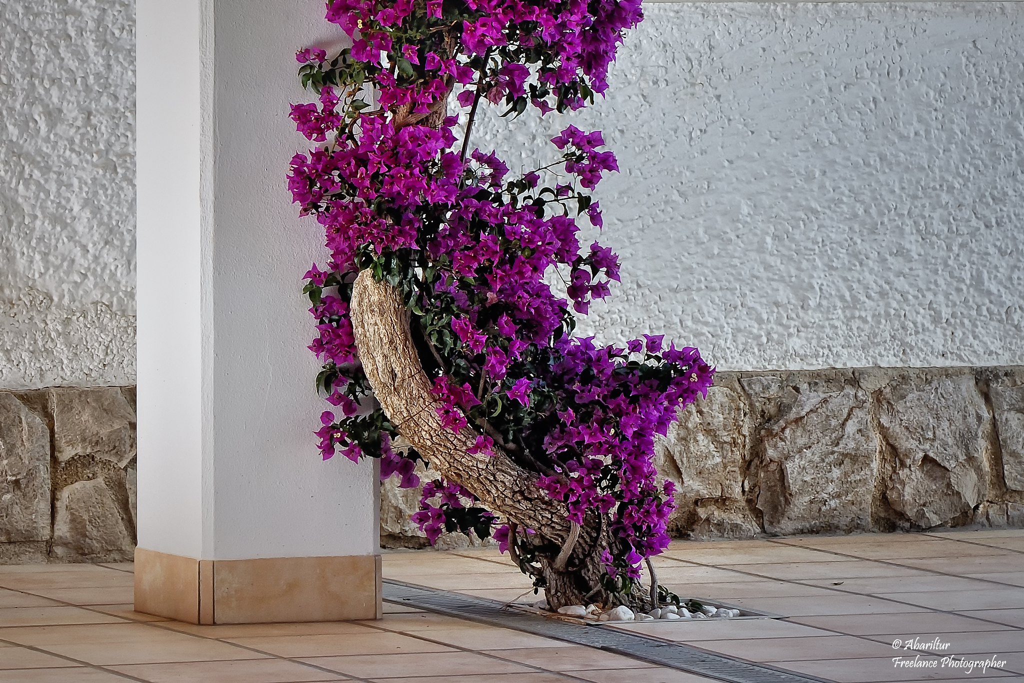 Bougainvillea spectabilis - Great bougainvillea care and culture ...