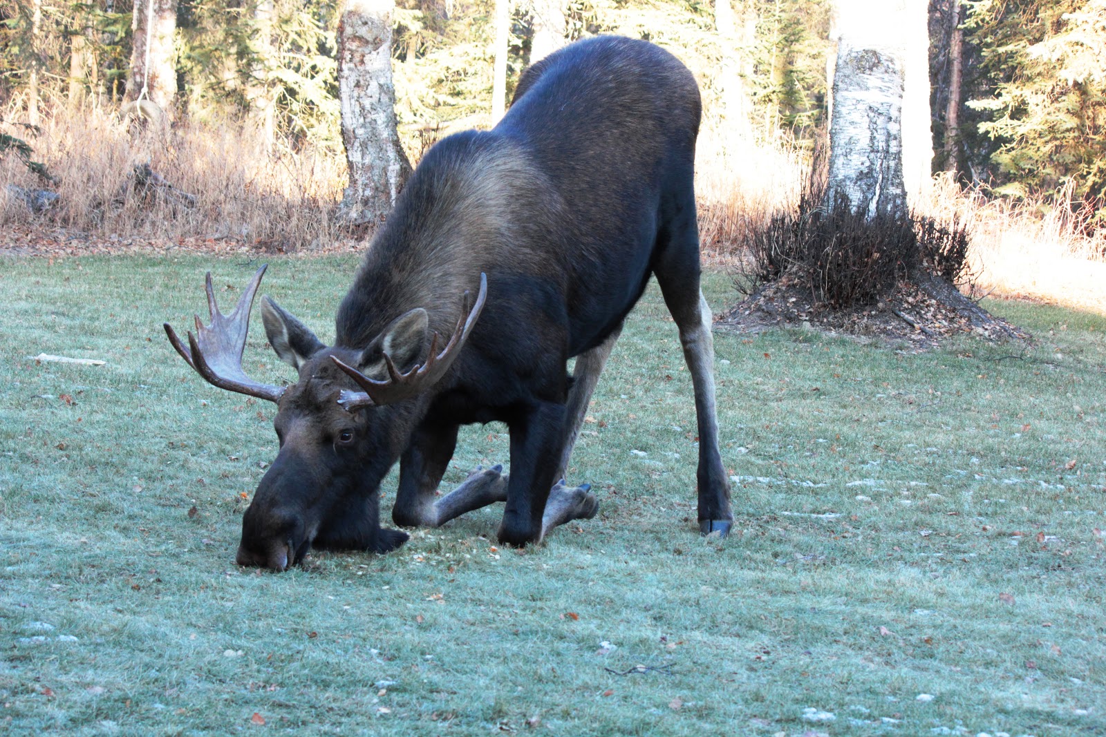 Moose In My Yard
