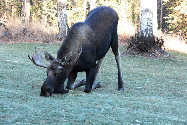 Moose In My Yard
