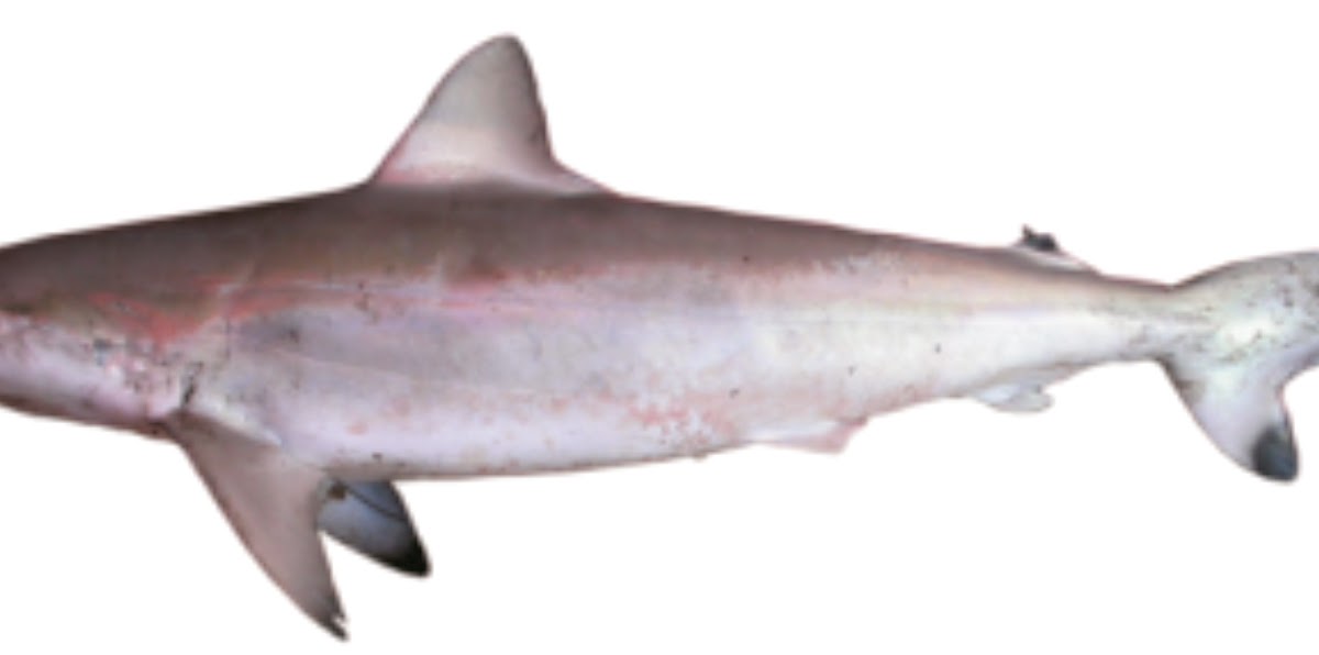 Jenis - Jenis Ikan Hiu Yang Ada di Indonesia (Part 3) - Lalaukan