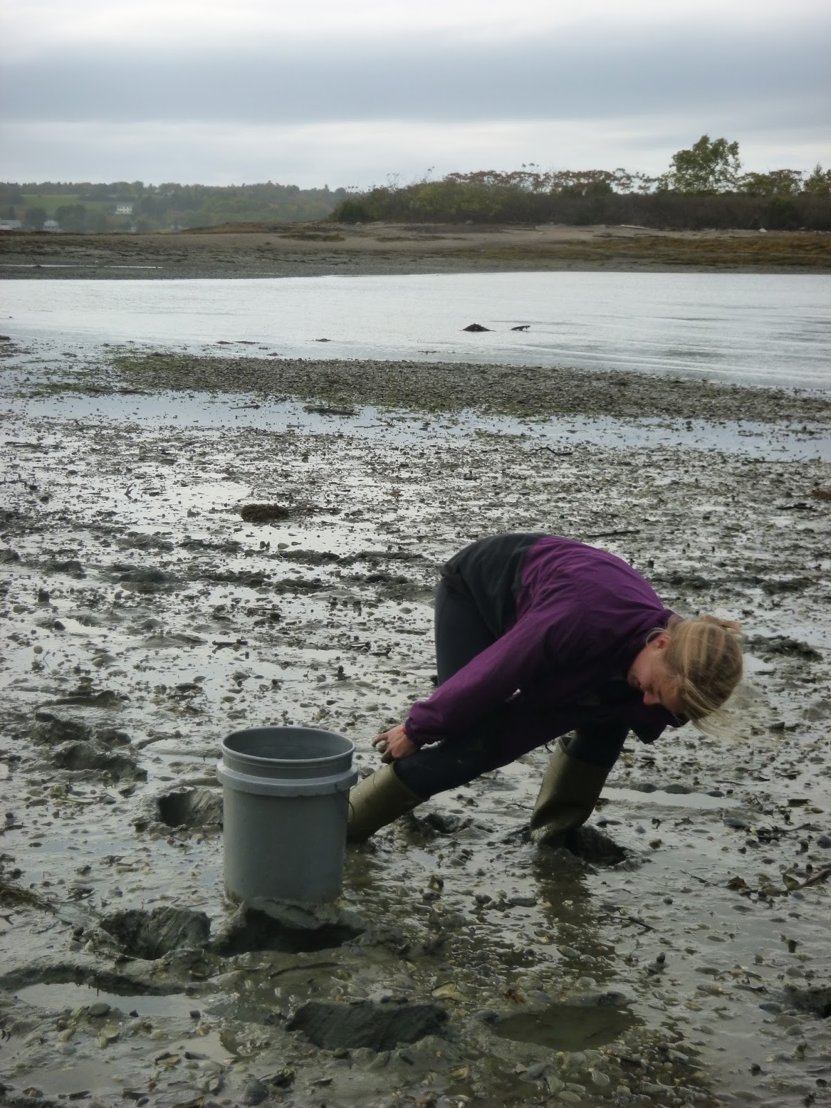 An Ocean Lover in Maine: Mudflat Moon Snail Mania