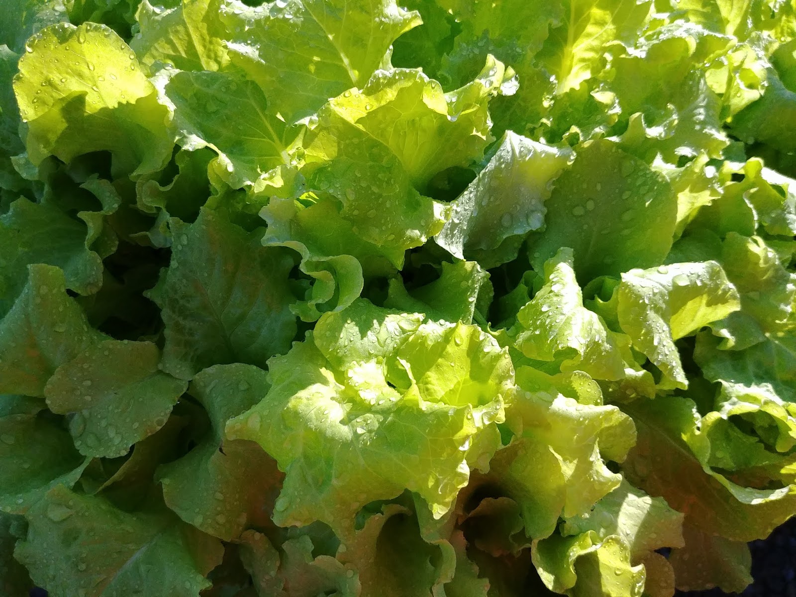 ONE TO GROW ON : The Return of the Victory Garden