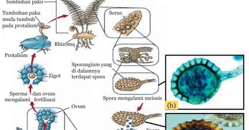beranda belajar: SISTEM PERKEMBANGBIAKAN TUMBUHAN DAN HEWAN