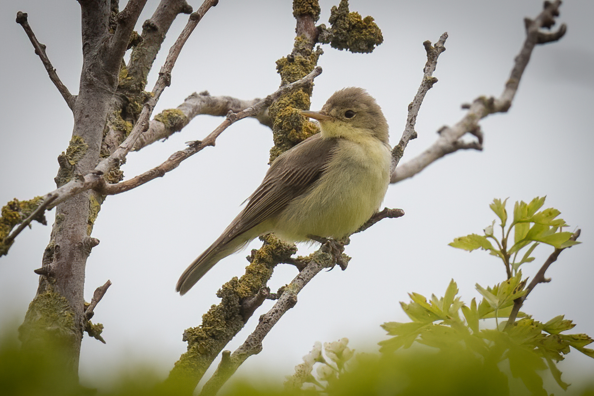 Cholsey Wildlife: Melodious Warbler