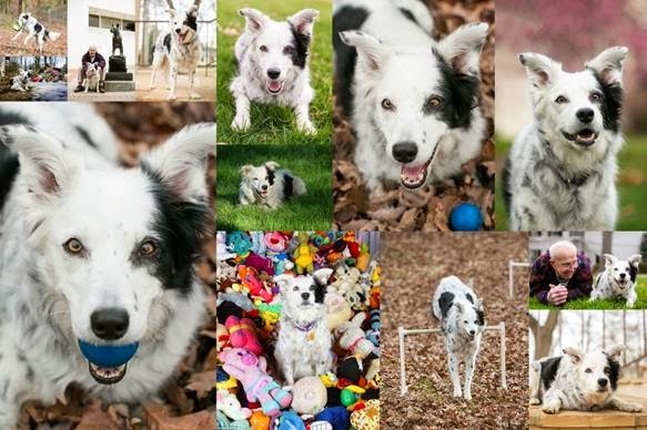 PerPETually Speaking: CHASER; Unlocking the Genius of the Dog Who Knows ...