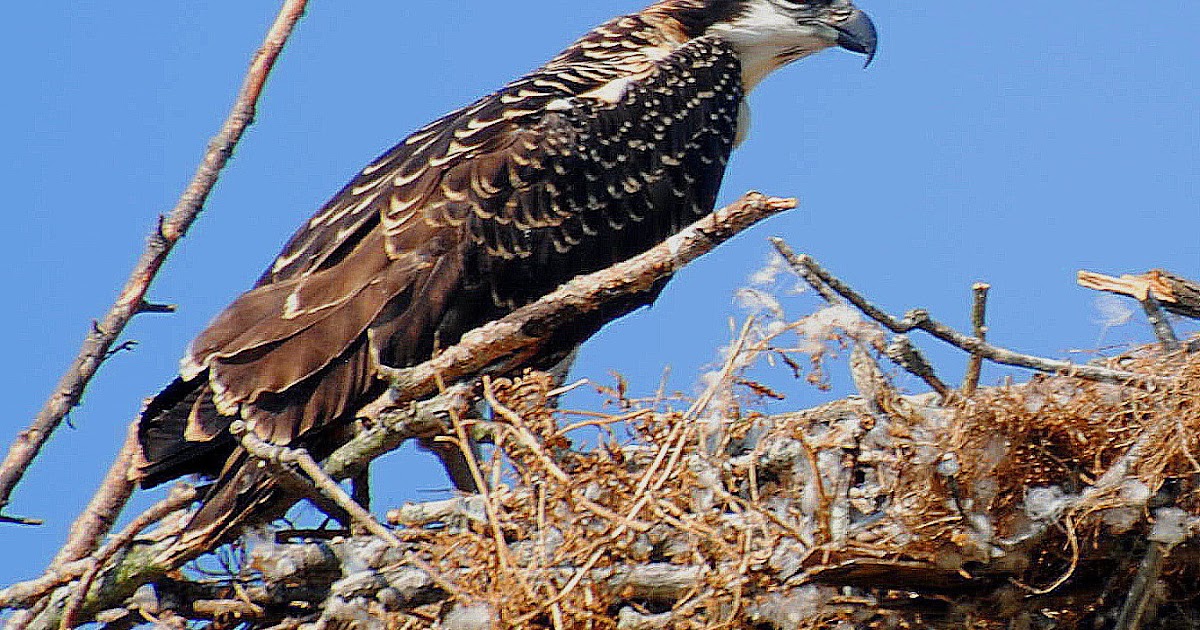BARRY the BIRDER: Provincial birds of eastern Canada...