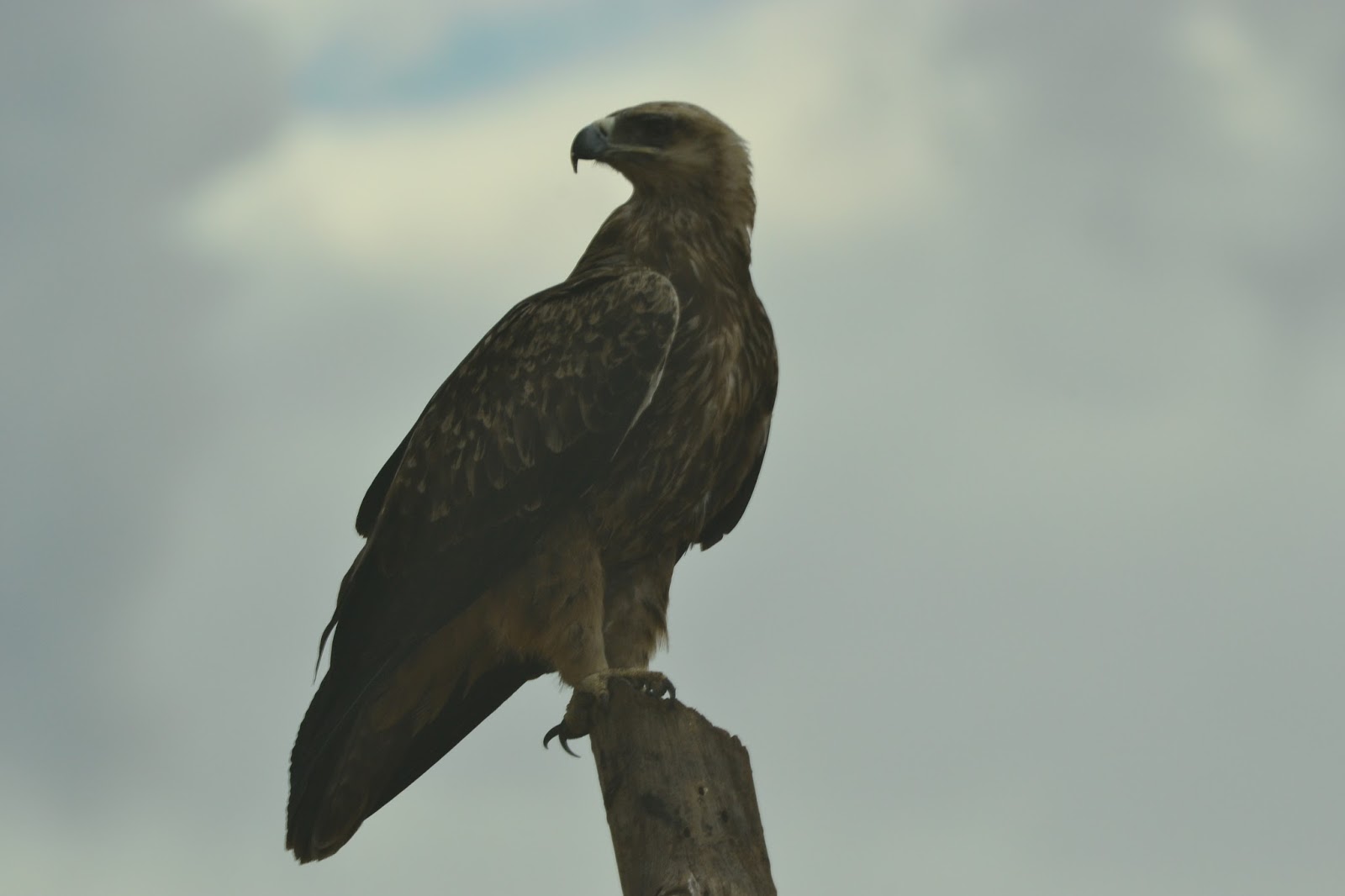 Africa Safari 2013: Day - 26 Naivasha to Kentmere Club in Limuru, Kenya