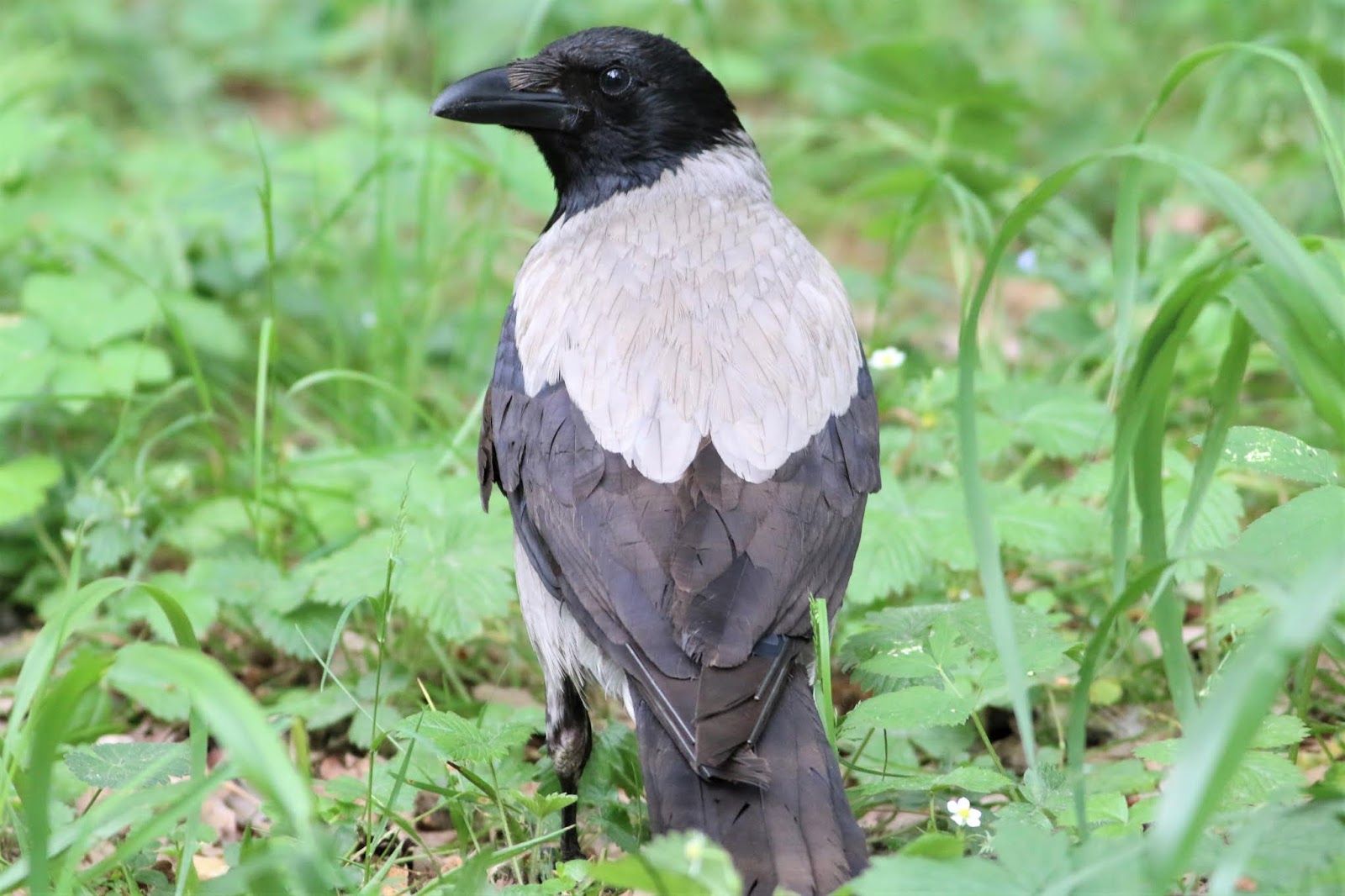 Birding on the Frontier: My Introduction to European Birding (Moscow)