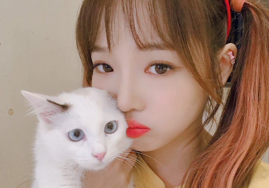 12 K-Pop idols who love cats