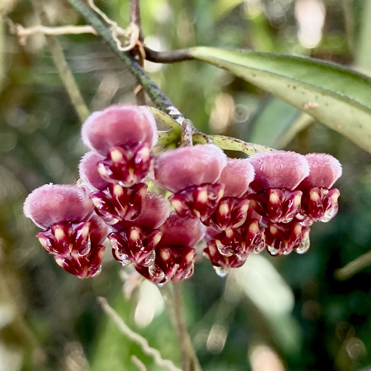 Cactos e Suculentas: Hoya “Wayetti”