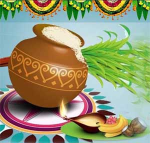 Significance of Telugu Kanuma Festival - Pasuvula Panduga In Andhra ...