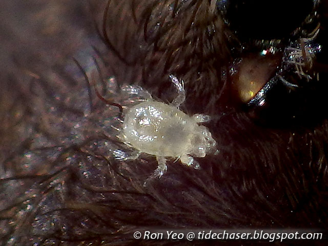 tHE tiDE cHAsER: Spiders, Scorpions & Other Arachnids (Phylum ...