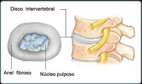 ANATOMIA FUNCIONAL: ARTICULACIONES Y LIGAMENTOS DE LA COLUMNA VERTEBRAL