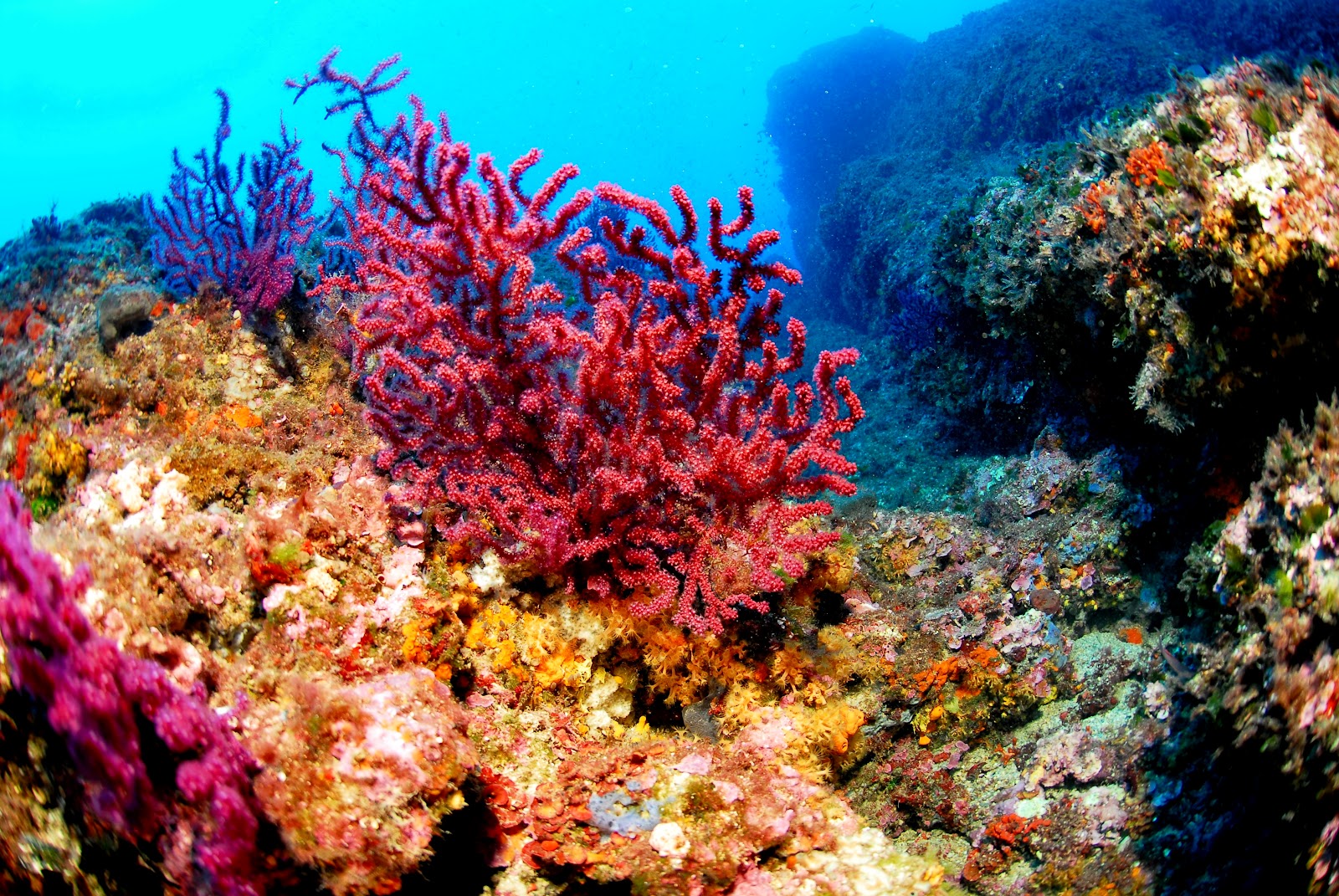 La Bitácora de Cora