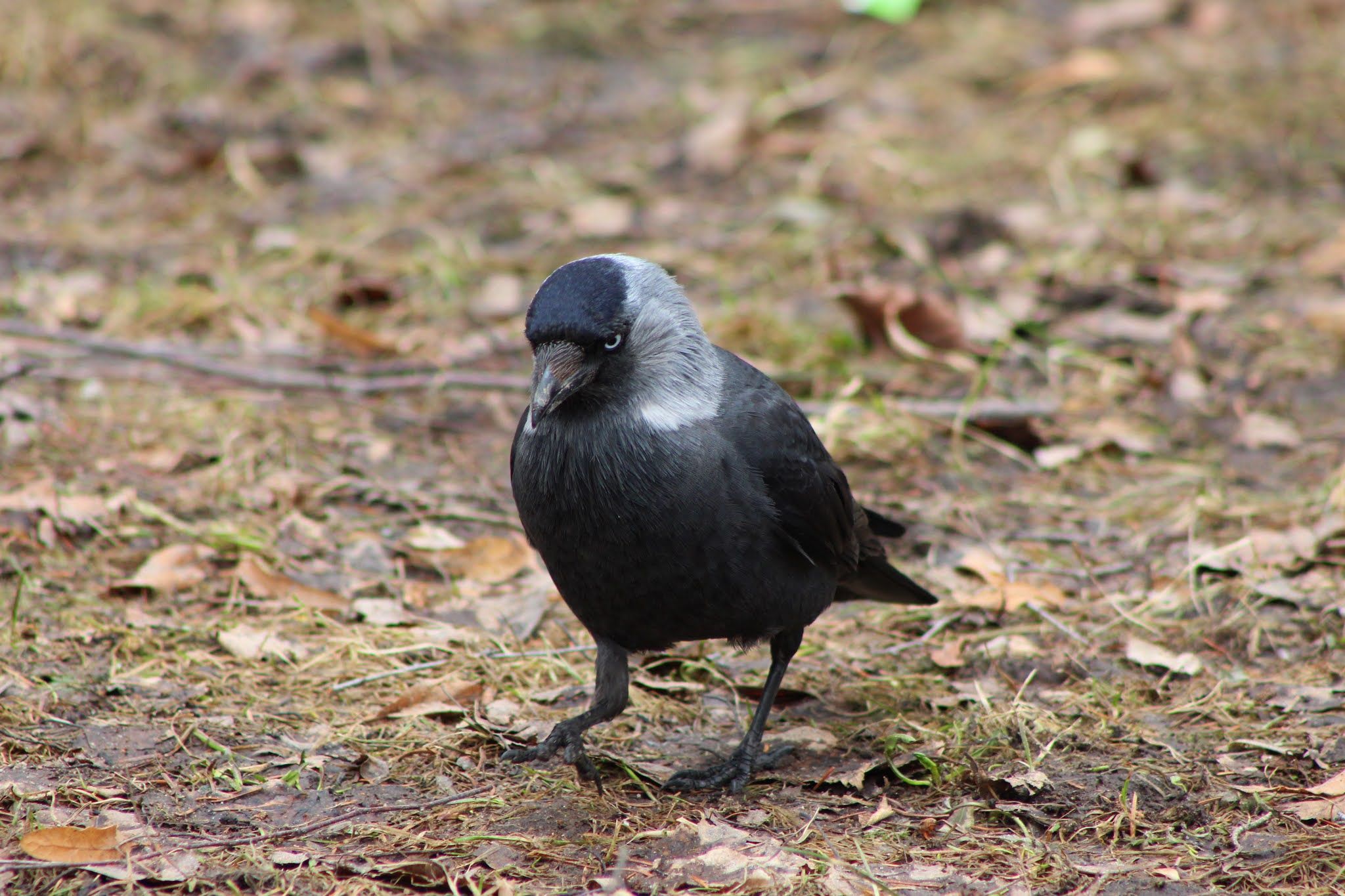 Sirpan luontoblogi: Lintu, jonka nimessä on kolme A-kirjainta