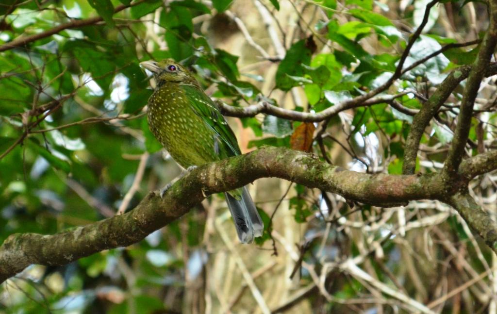 Australian Birds Photography: KEUNEA PHOTOGRAPHY: A Trip to Fig Tree Walk