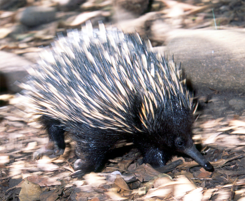 Biología Extraordinaria: EL EQUIDNA